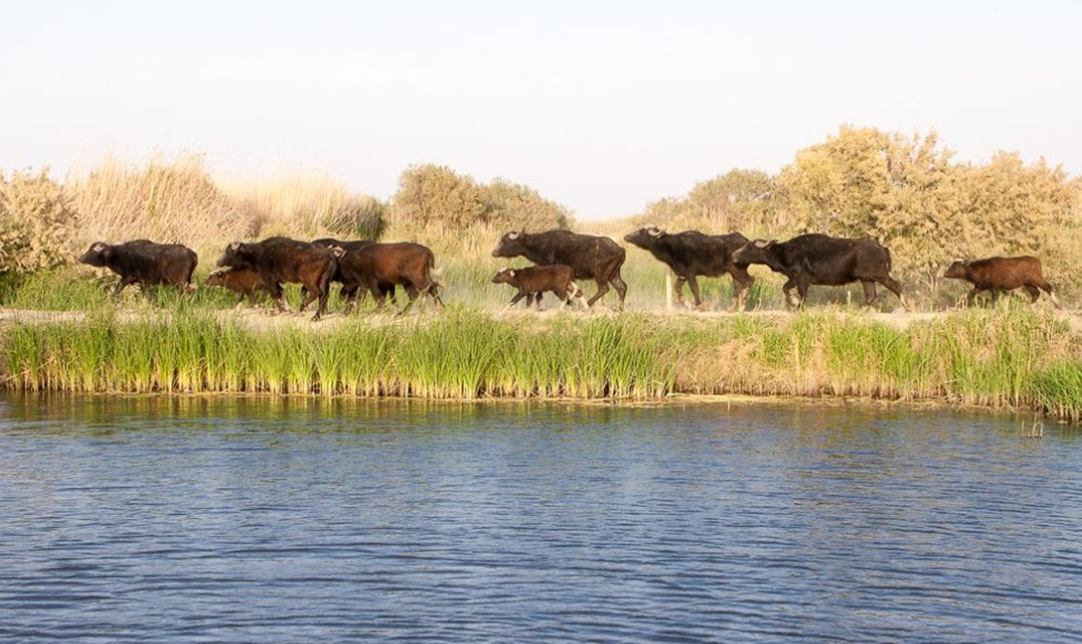 Azraq Wetland Reserve | جولات في الأردن- للرحلات والجولات المخصصة